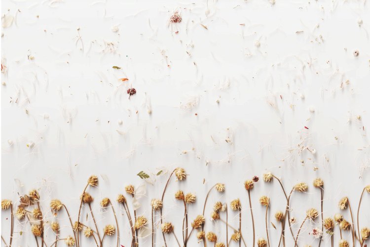 Dried flower photo background photo with white (2457357)