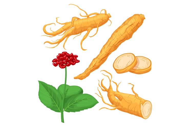 ginseng root set cartoon vector illustration