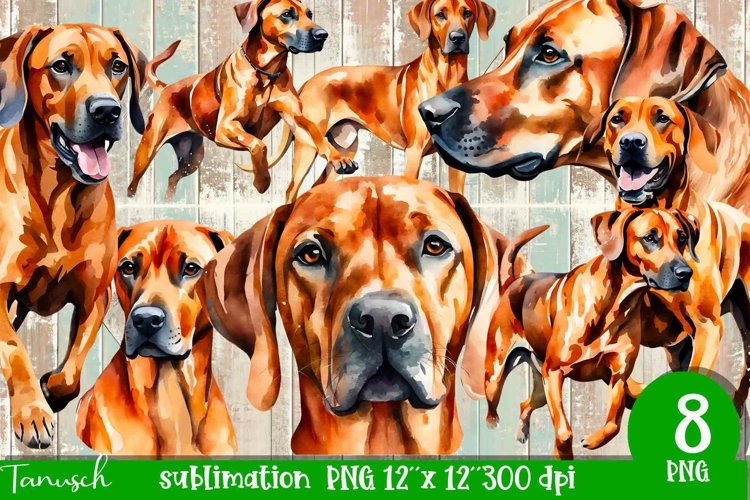 watercolor RHODESIAN RIDGEBACK sublimation PNG / dog design