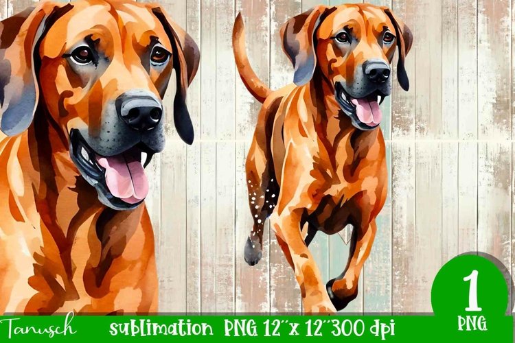watercolor RHODESIAN RIDGEBACK sublimation PNG / dog design