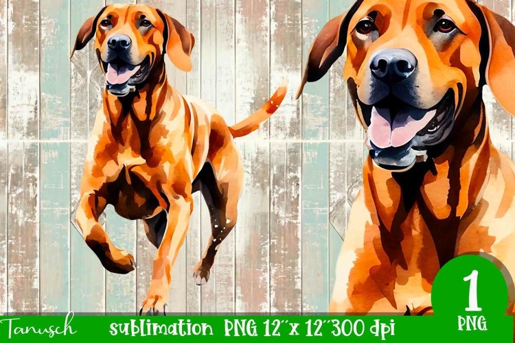 watercolor RHODESIAN RIDGEBACK sublimation PNG / dog design