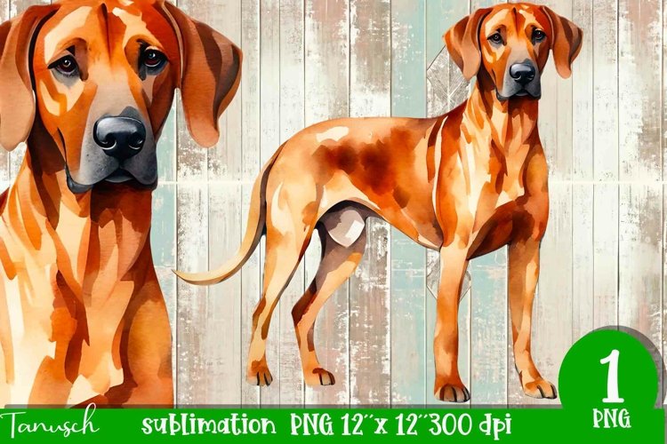 watercolor RHODESIAN RIDGEBACK sublimation PNG / dog design