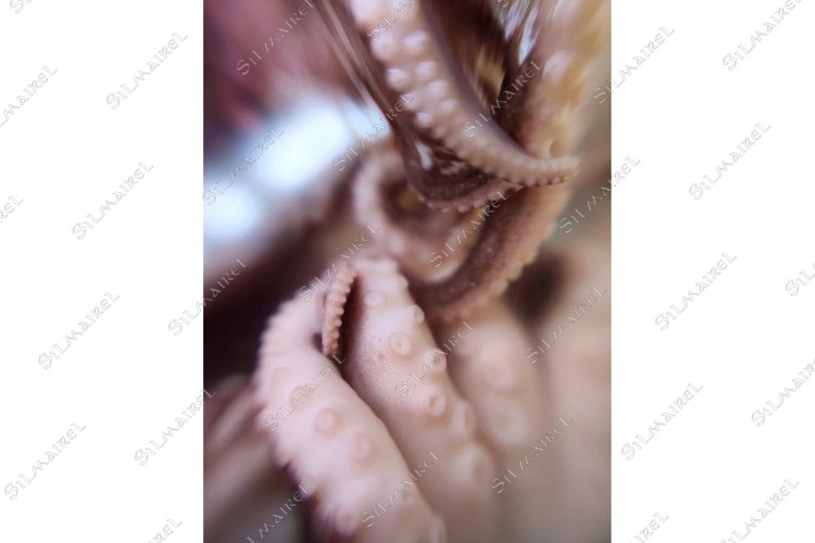 Delicacy octopus feeler seafood food animal macro (2789666)