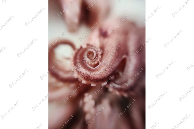 Delicacy octopus feeler seafood food animal macro (2789677)