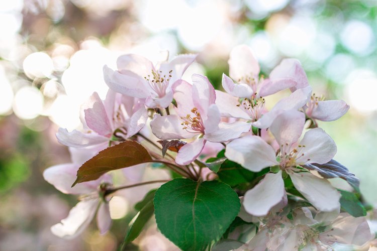 Beautiful blossom pink apple tree flowers.