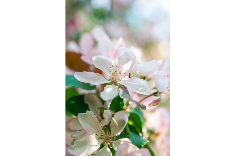 Brunch with blossom white apple tree flowers in (2380871)