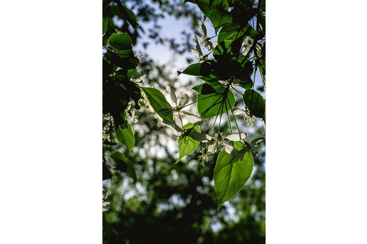 Brunch with blossom white apple tree flowers in backlight.