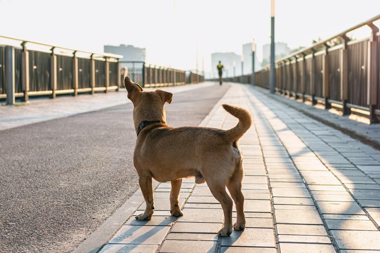 Back view on small dog who is standing on a street.