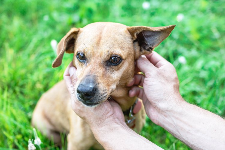 Owner holding dog's face in hands with great love (2381039)