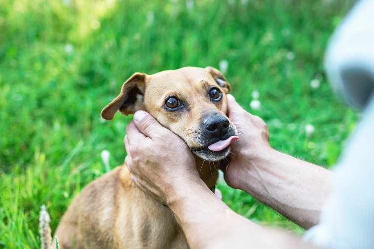 Owner holding dog's face in hands with great love (2340210)