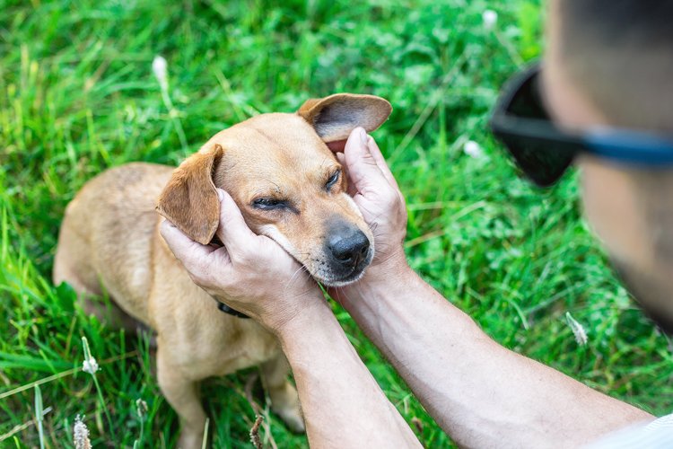 Owner holding dog's face in hands with great love (2381042)