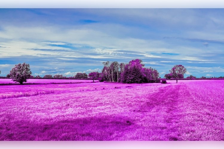 Magical pink and purple infrared landscape (2371960)