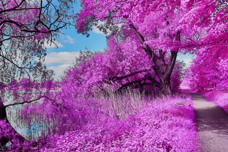 Magical pink and purple infrared landscape (2371953)