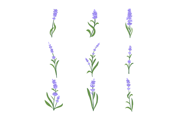 lavender set cartoon (6566648)