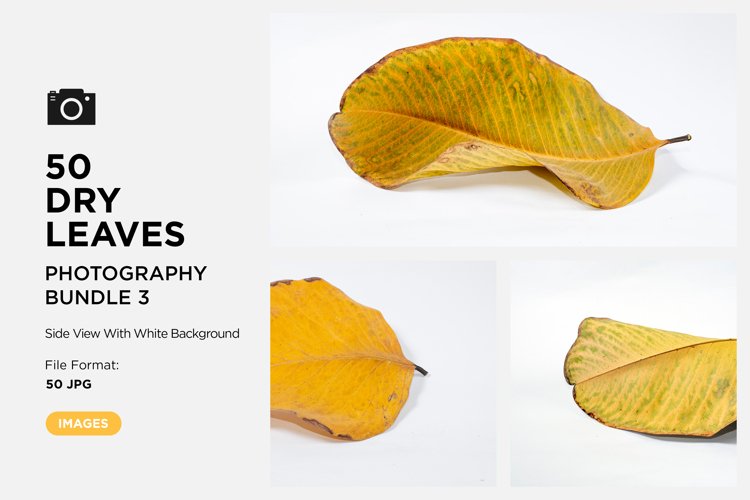 50 Side View Dead Dry leaf isolated on White (2811717)