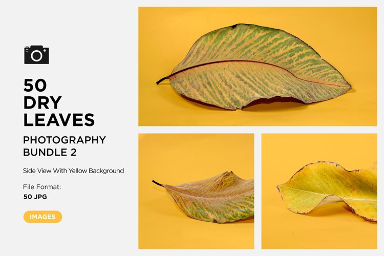 50 Side View Dead Dry leaf isolated on Yellow (2811409)