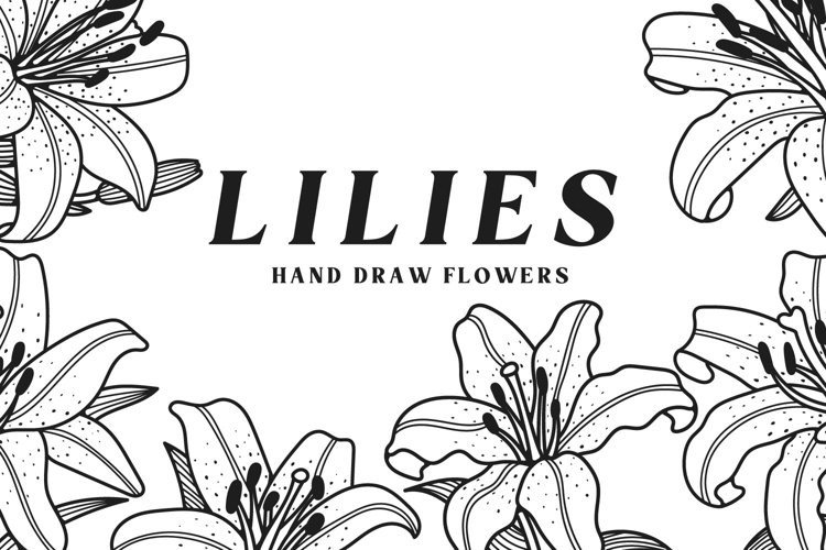 Lilies flowers hand draw illustration