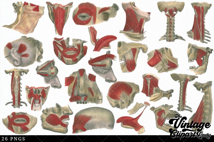Myography Muscles Vintage Retro Human Body Medical (2487809)