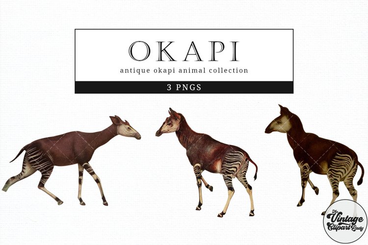 Okapi Vintage Animal illustration Clip Art, Clipart