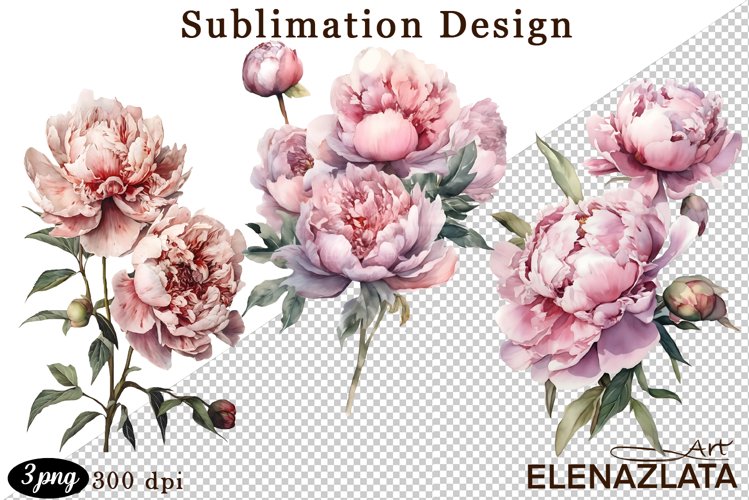 Watercolor Pink Peonies Flowers Clipart (5014779)