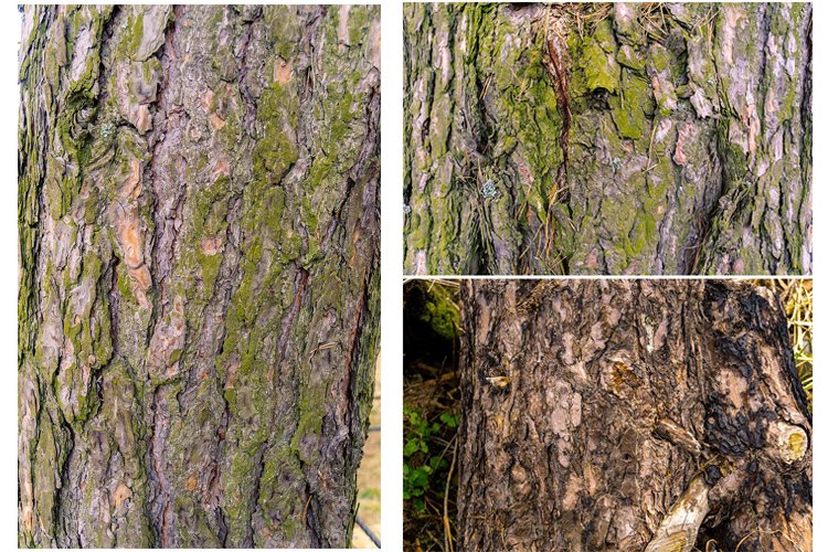 Pine tree bark texture