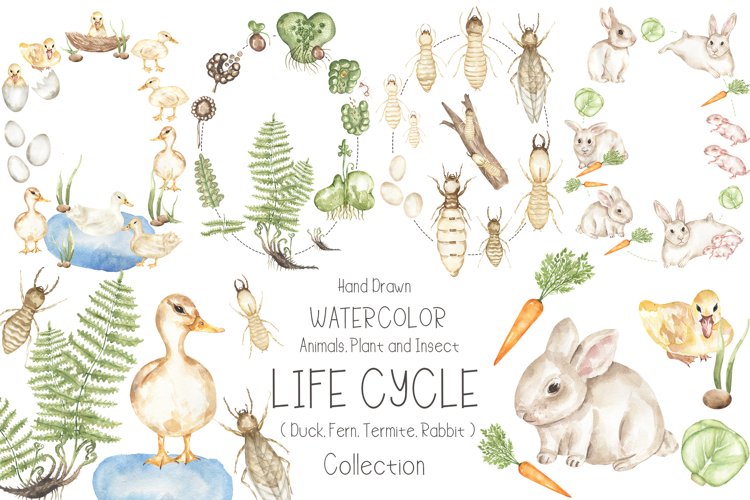 Watercolor Life Cycle Collection Bundle (4167962)