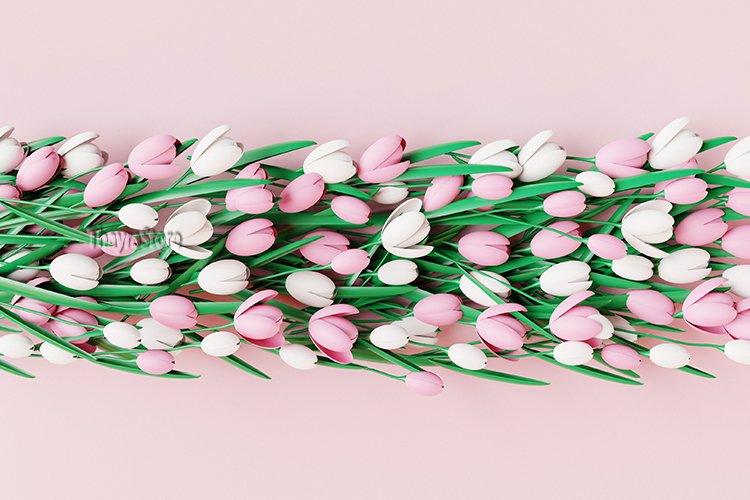 Border from pink and white tulips flowers on pink background