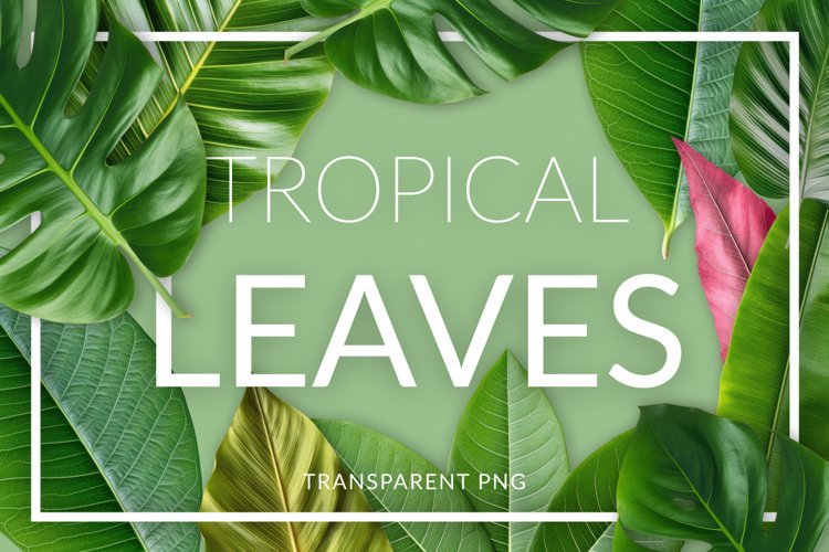 Tropical Leaves (2583784)