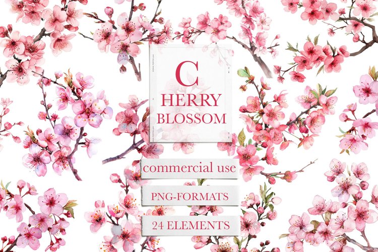Watercolor cherry blossom clipart, Sakura clipart