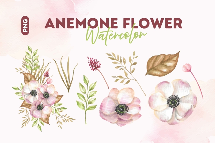 Watercolor Anemone Flower Clipart (6195763)