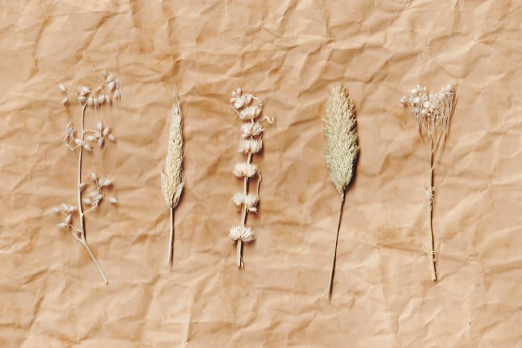 Collection of dried plants with a paper background (2475758)