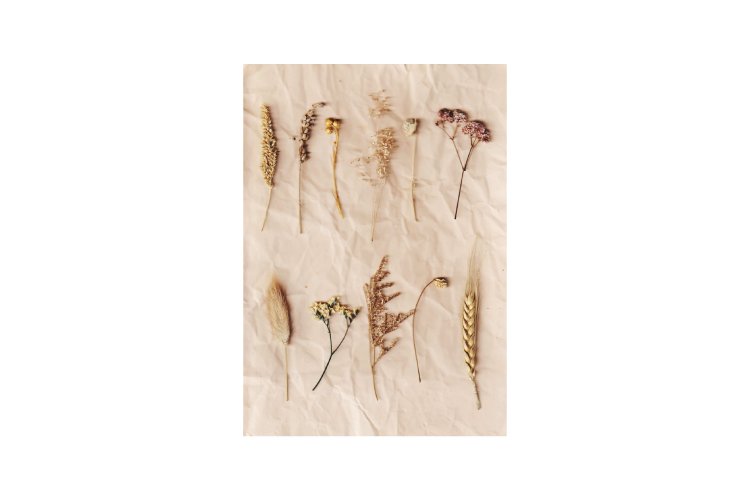 Collection of dried plants with a paper background (2475673)