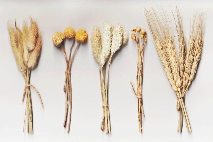 Collection of dried plants with a paper background (2475791)
