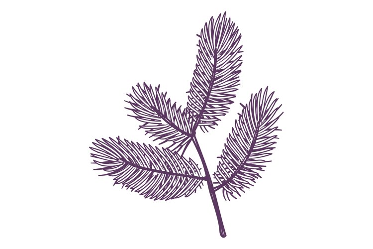 Spruce pine branch. Hand drawn coniferous plant, sketch styl