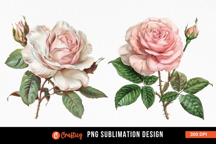 Watercolour Pastel Rose Clipart