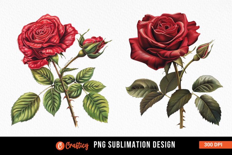 Watercolor Red Rose Clipart