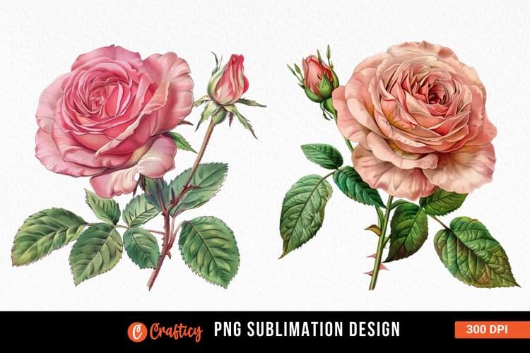 Watercolour Vintage Rose Clipart