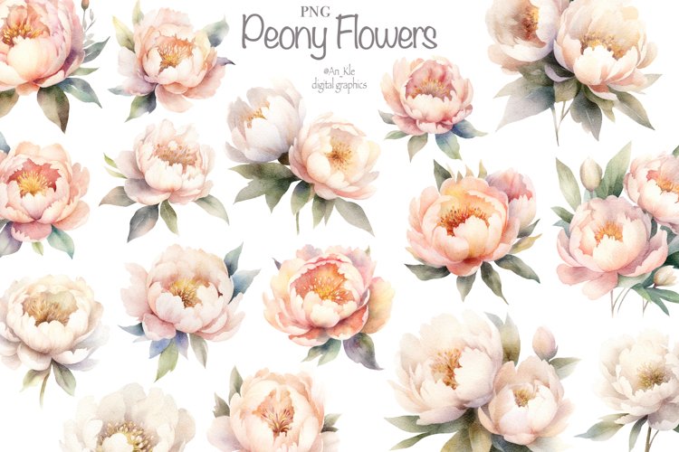 Peony Flowers clipart (2604001)