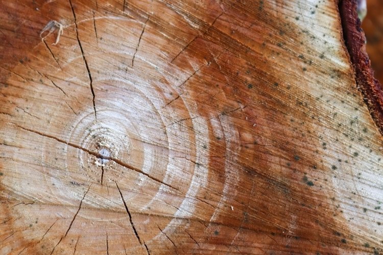Firewood with annual rings - wooden background (2461255)